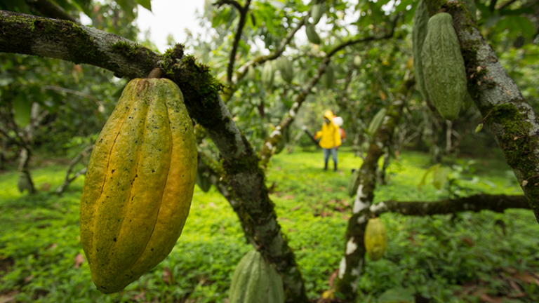 Zonas clave de cultivo de cacao en Ecuador: guía