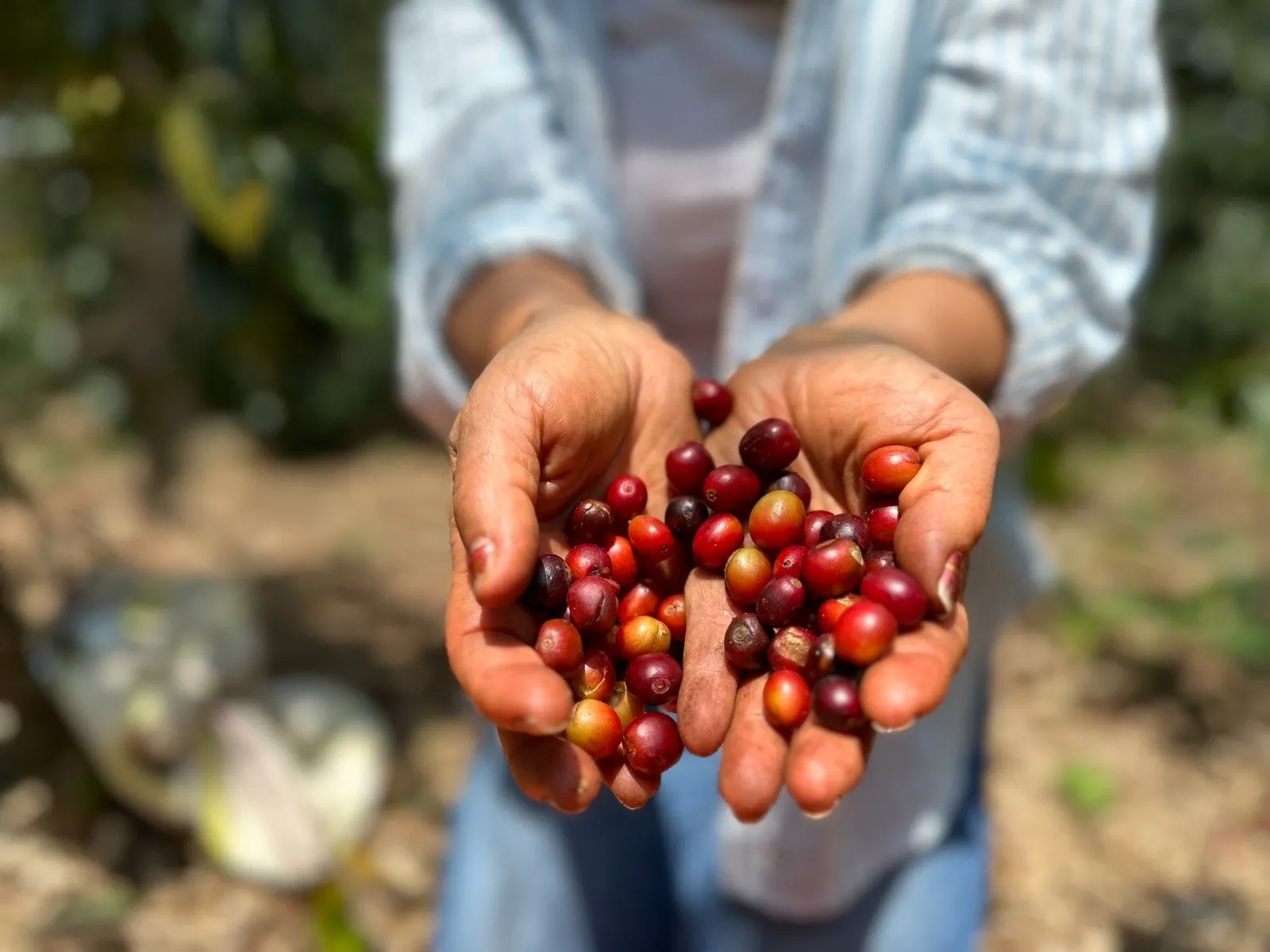 Festival Loja Sabor a Café 2025: Agenda y Actividades